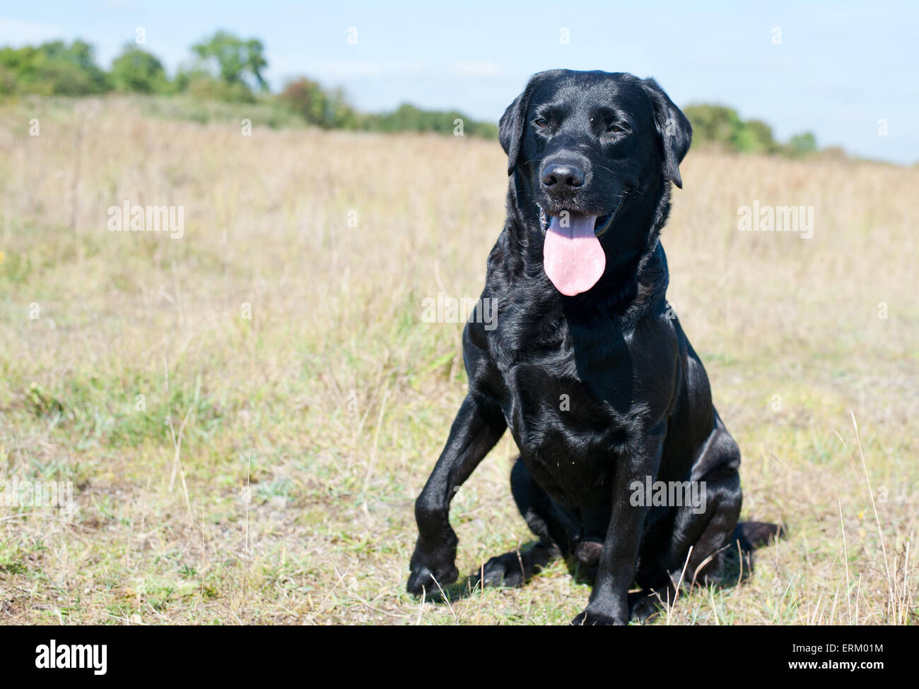 Black Labrador dog Stock Photo - Alamy