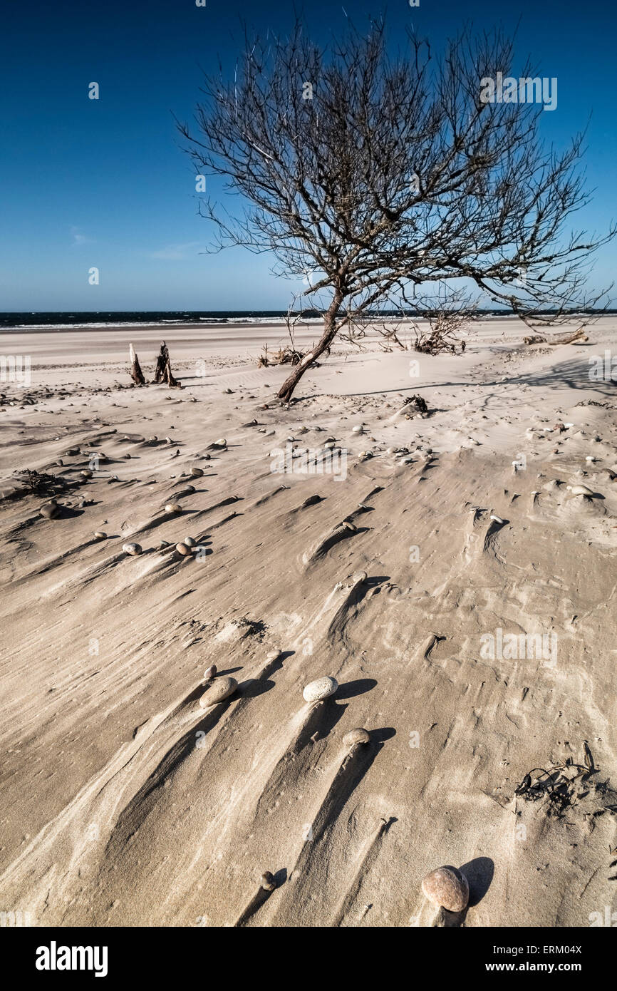 Culbin Forest Scotland High Resolution Stock Photography and Images - Alamy