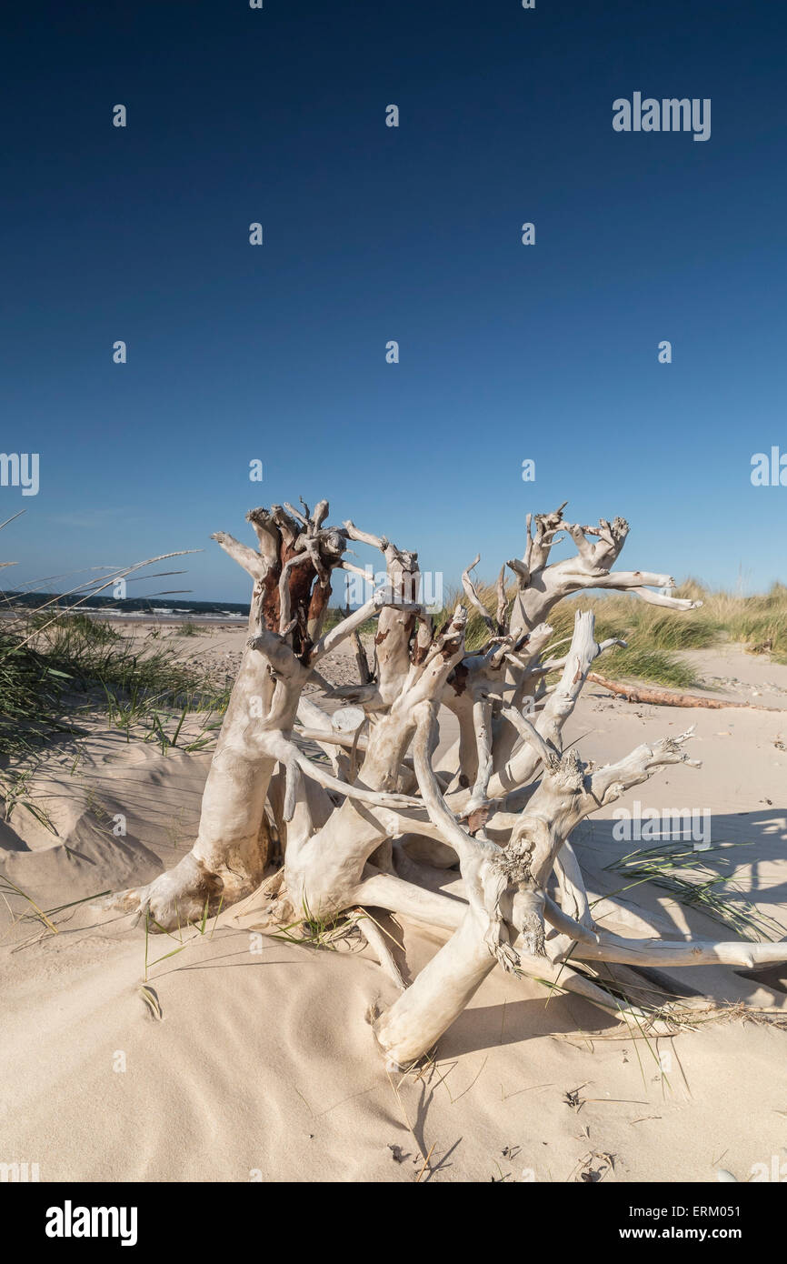 Culbin beach hi-res stock photography and images - Alamy