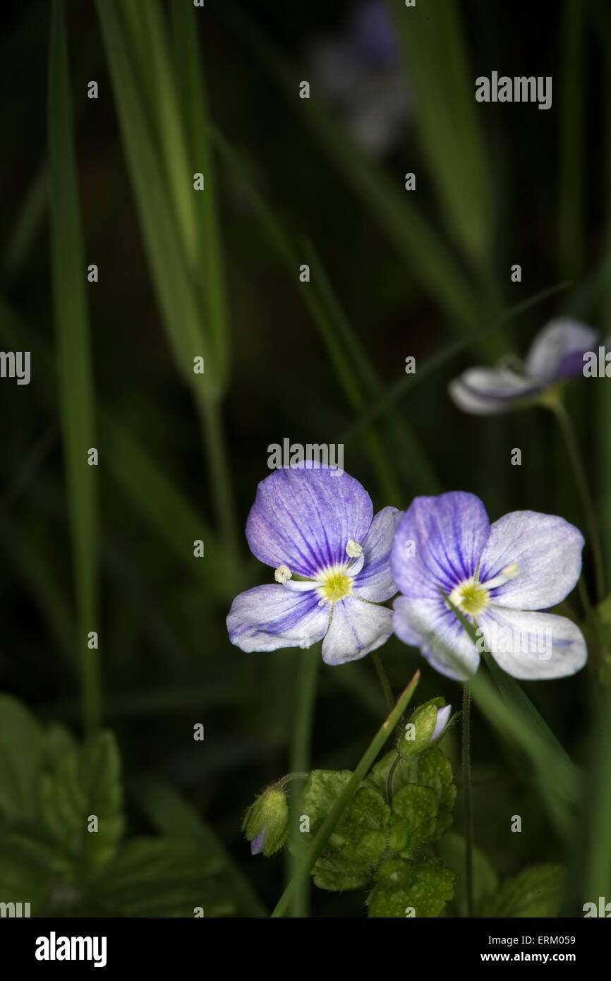 Violet tricolor ( Violaceae Stock Photo - Alamy