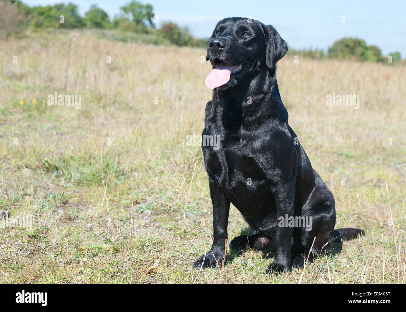 Black bred hi-res stock photography and images - Alamy