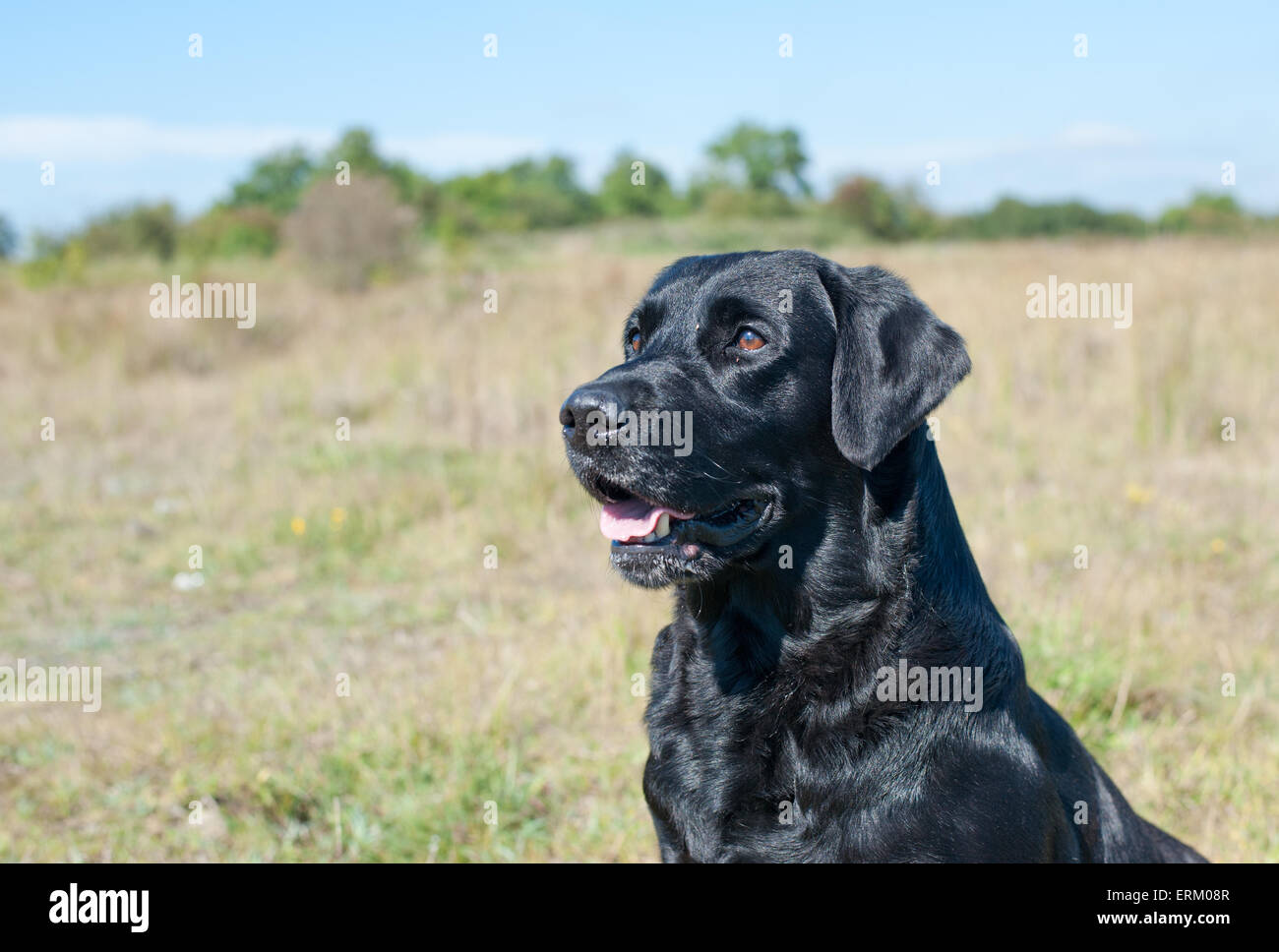 Close up face portrait hi-res stock photography and images - Alamy