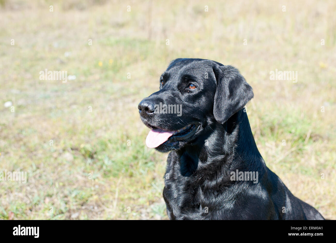 Close up of black Labrador dog . Portrait Stock Photo - Alamy