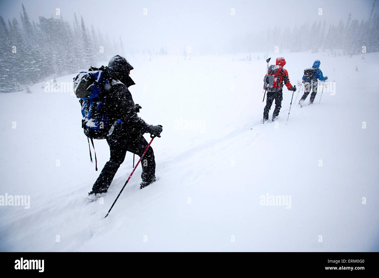 Three people skiing/skinning in a snowstorm in Glacier National Park ...