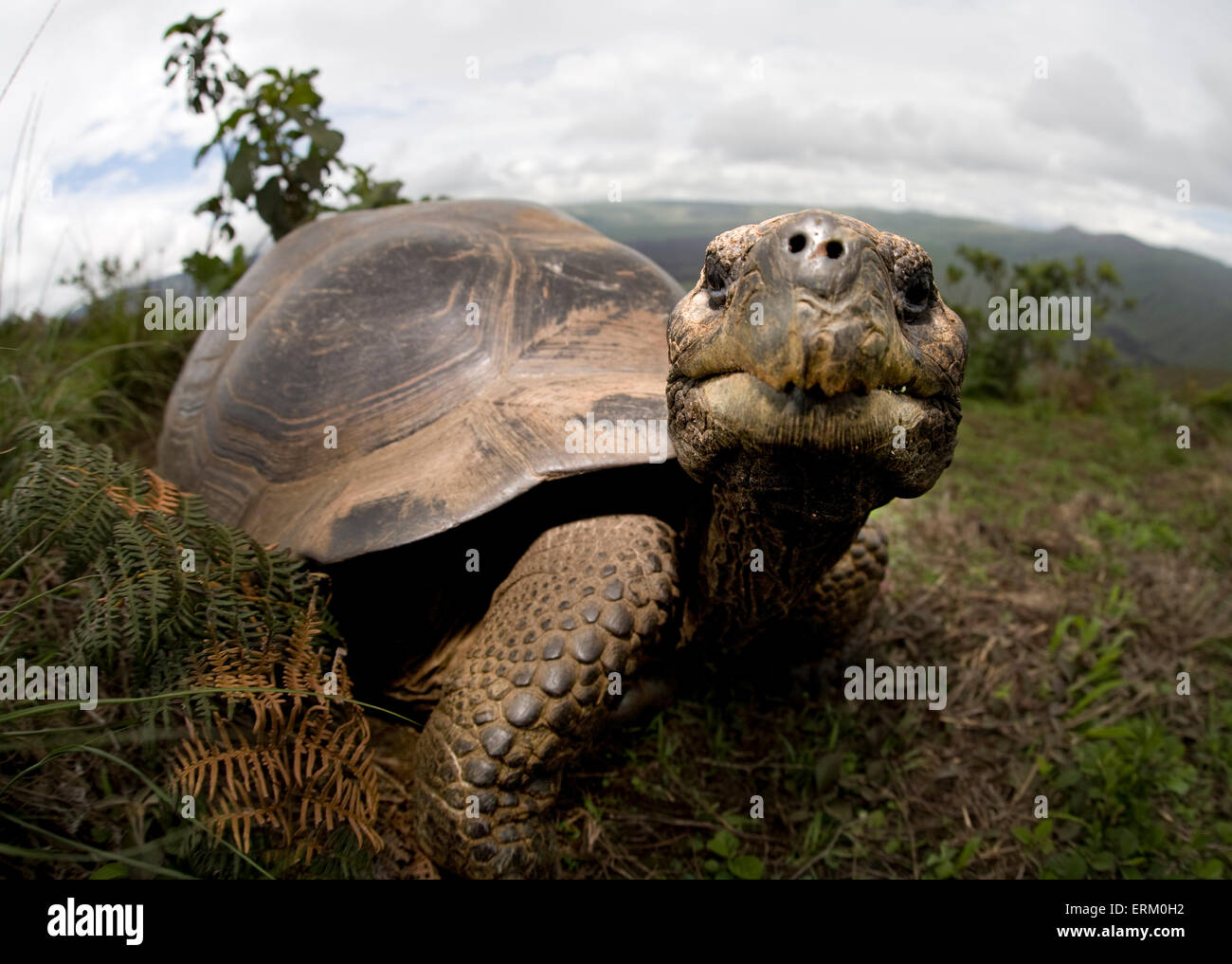 A giant tortoise on Alcedo Volcano in the Galapagos Islands looks ...