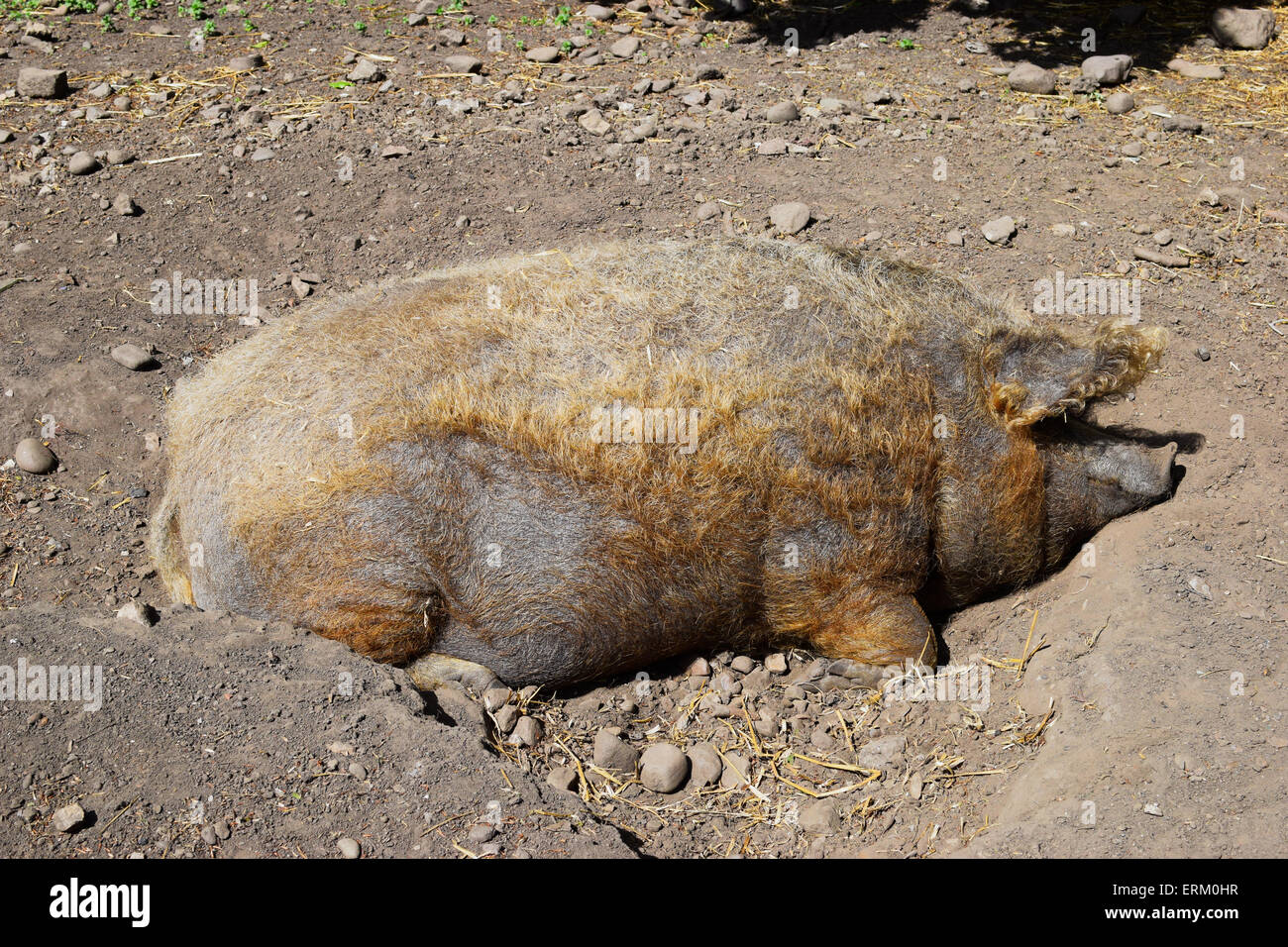 Mangalitza Stock Photos & Mangalitza Stock Images - Alamy