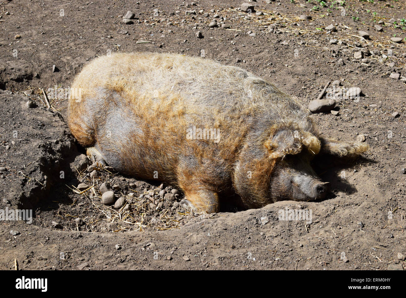Mangalitza pig sunbathing in the mud in Beamish Open Air Museum, County ...