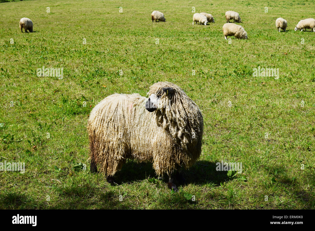 Teeswater sheep in field, Beamish Open Air Museum, Durham Stock Photo ...