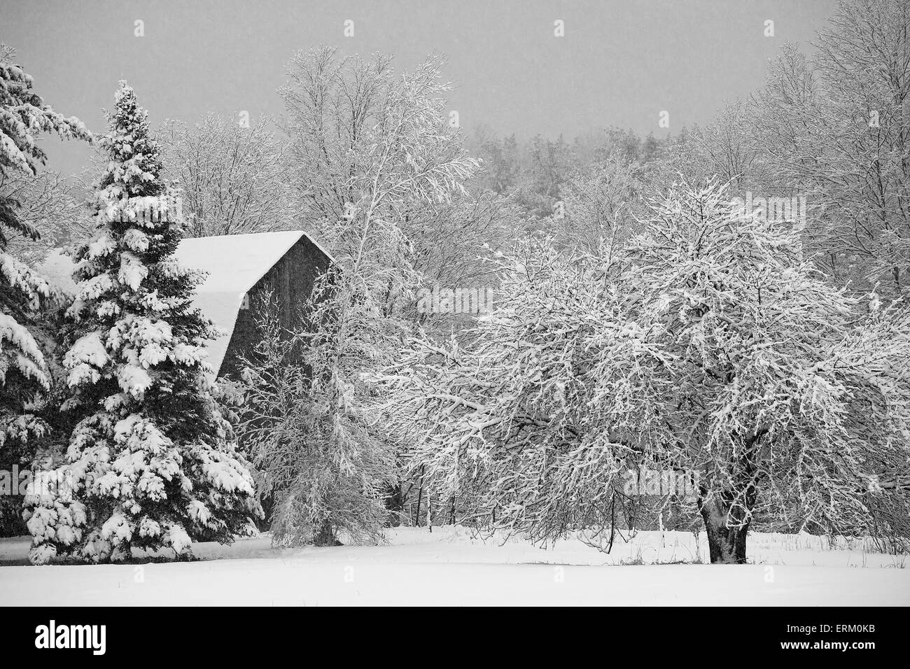 Snow covered trees and rooftop of a barn; Waterloo, Quebec, Canada ...
