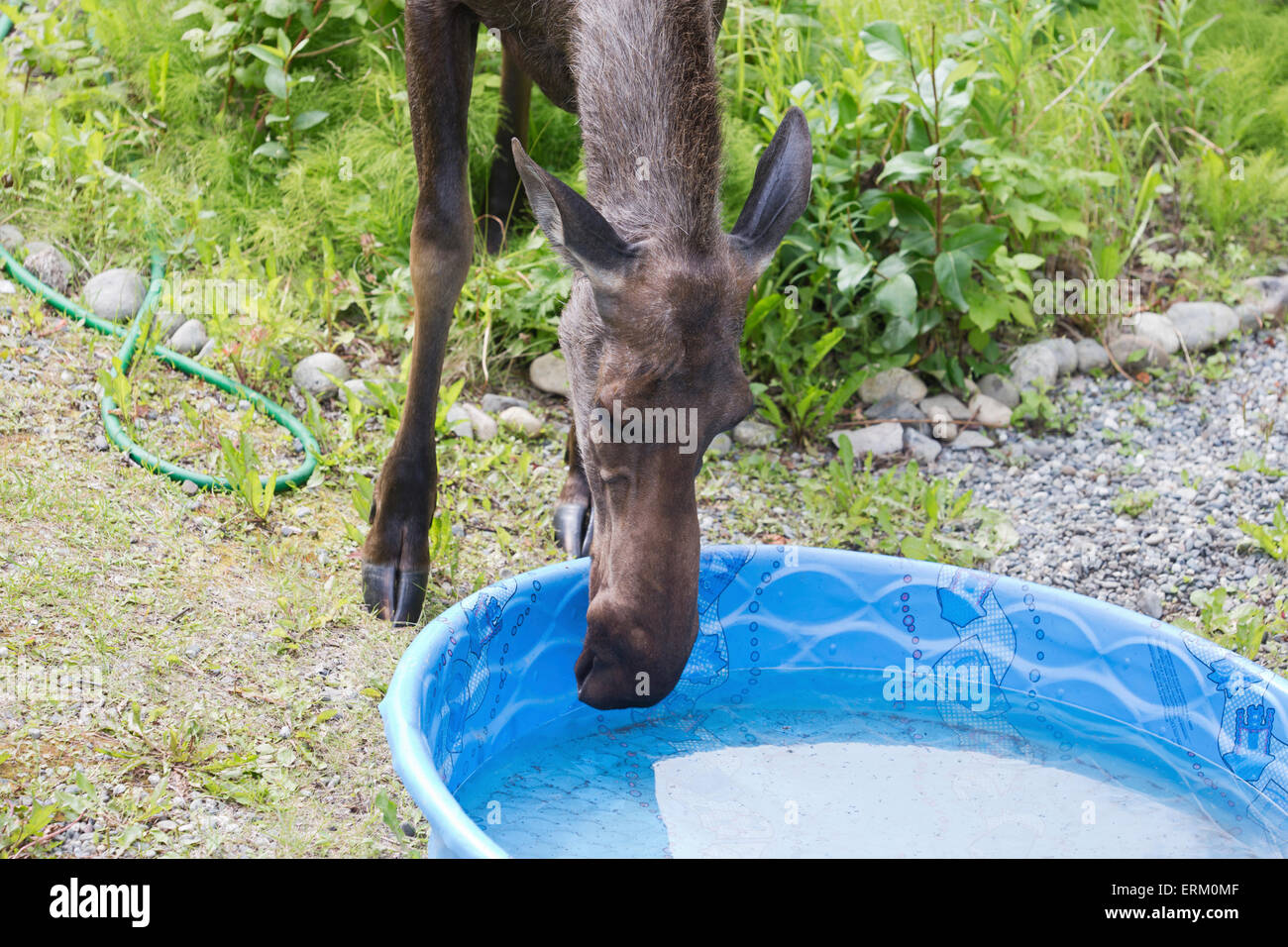 Female moose drinking out of a kiddie pool in mid summer in Palmer ...