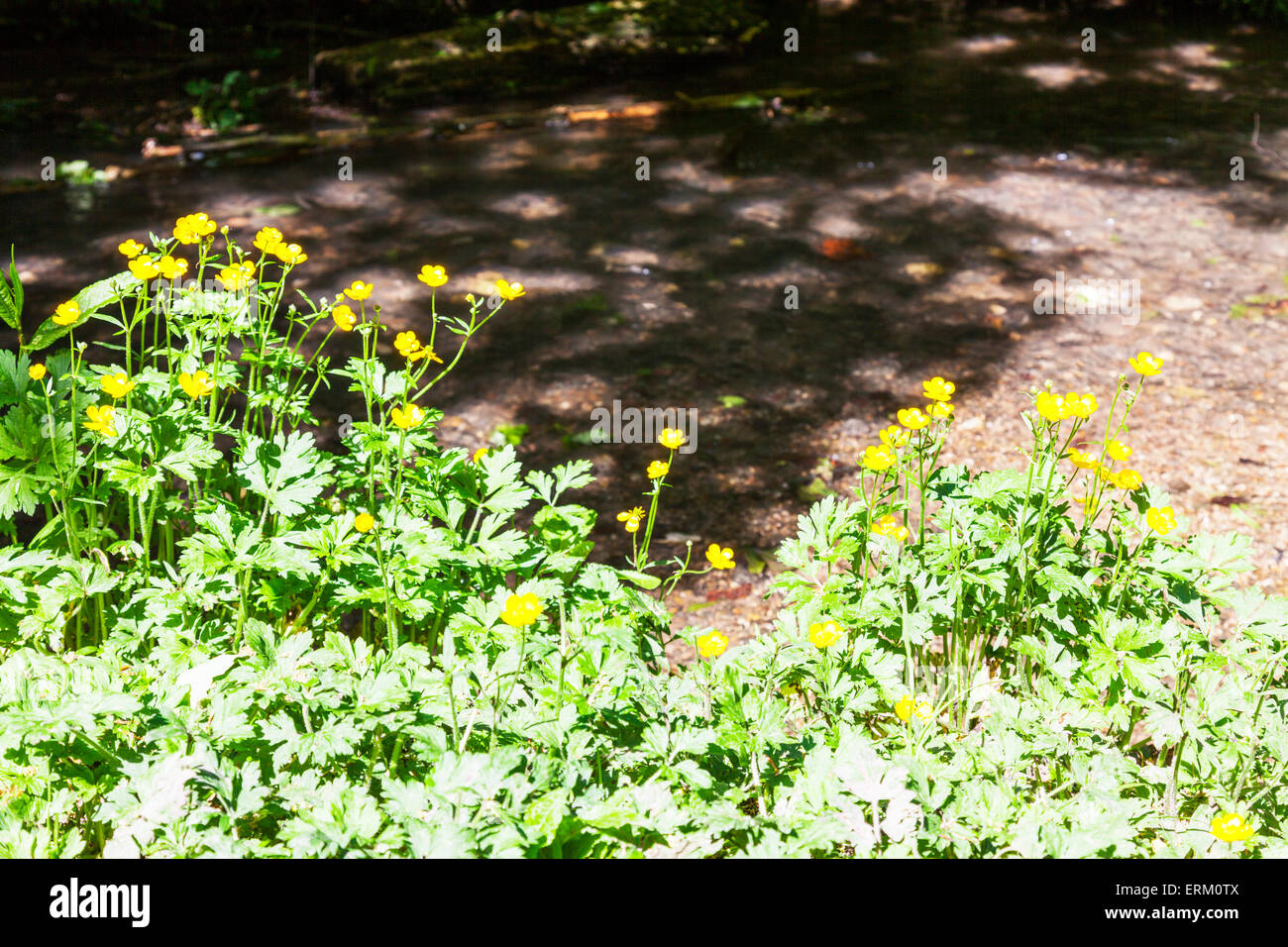 Buttercup buttercups flowers plant next to river Ranunculus acris ...