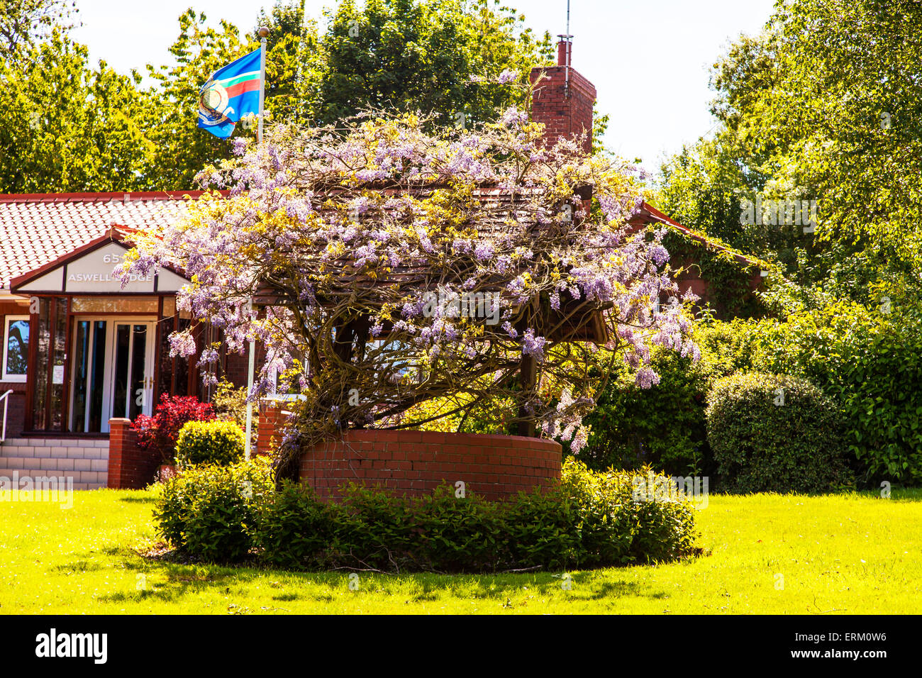 Glicine sinensis glicine sinensis hi-res stock photography and images ...