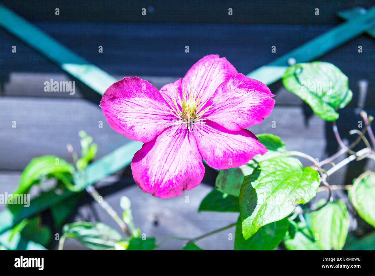 Clematis flower bloom hi-res stock photography and images - Alamy