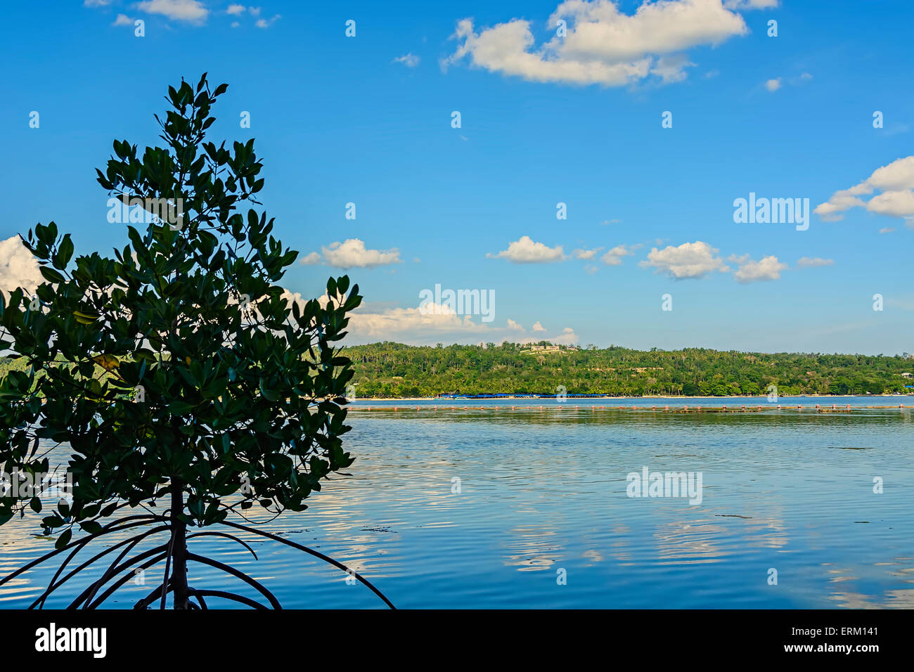 Philippines island beach; mangrove tree at foreground Stock Photo - Alamy