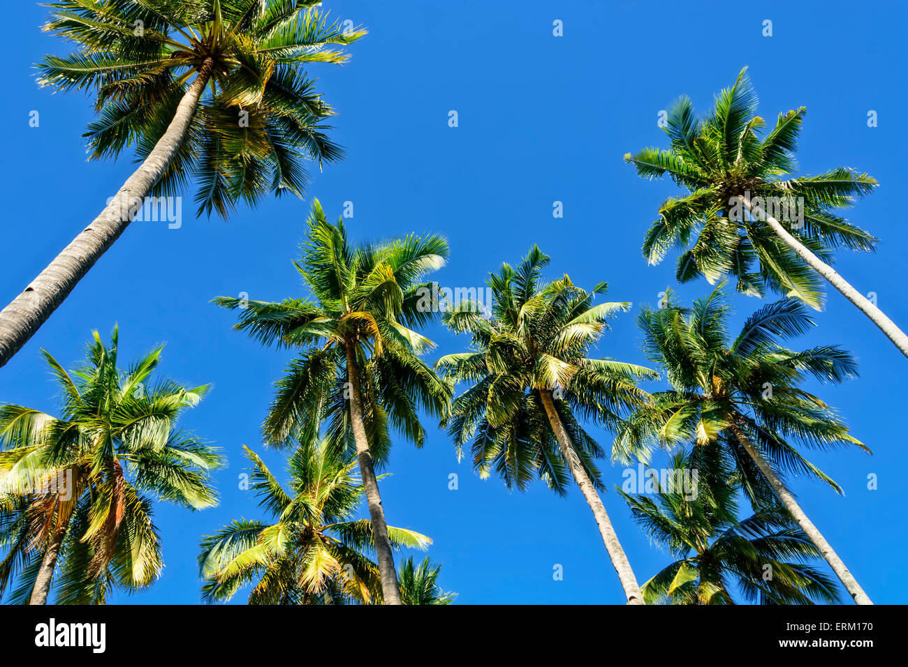 Row of coconut tree hi-res stock photography and images - Alamy