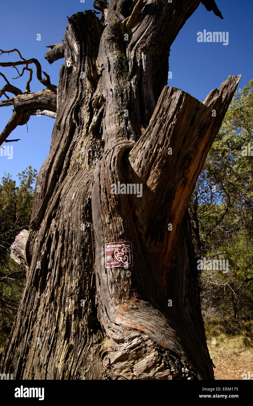 A designated Wildlife Tree remains standing to host wildlife in the ...
