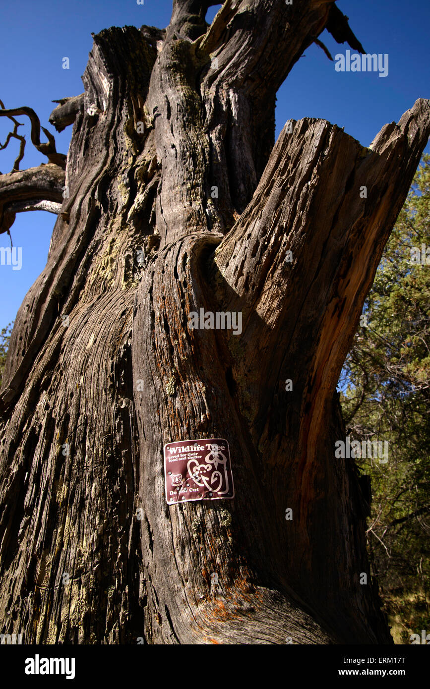 A designated Wildlife Tree remains standing to host wildlife in the ...