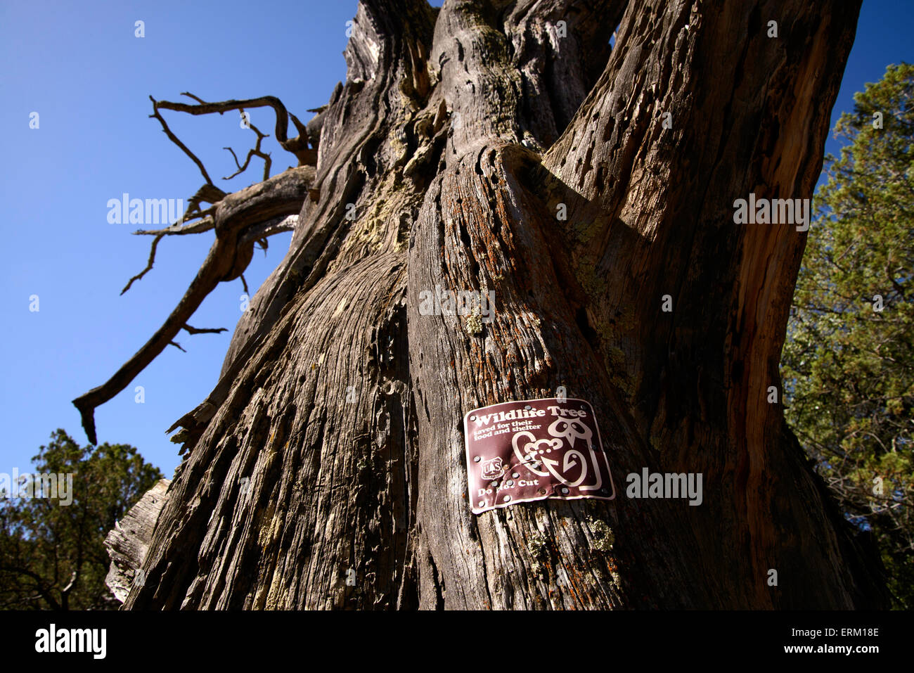 A designated Wildlife Tree remains standing to host wildlife in the ...