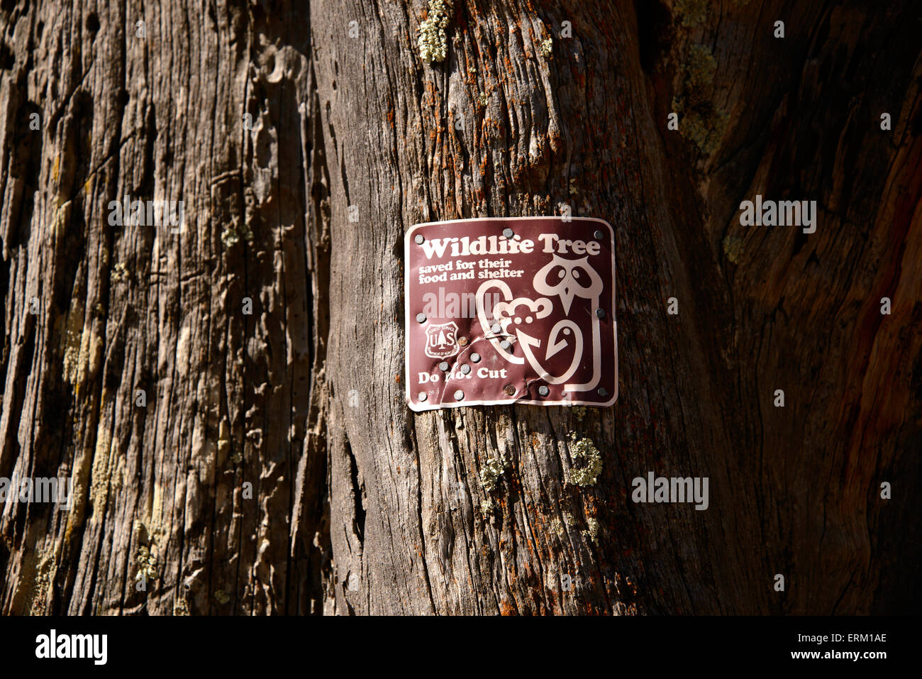 A designated Wildlife Tree remains standing to host wildlife in the ...