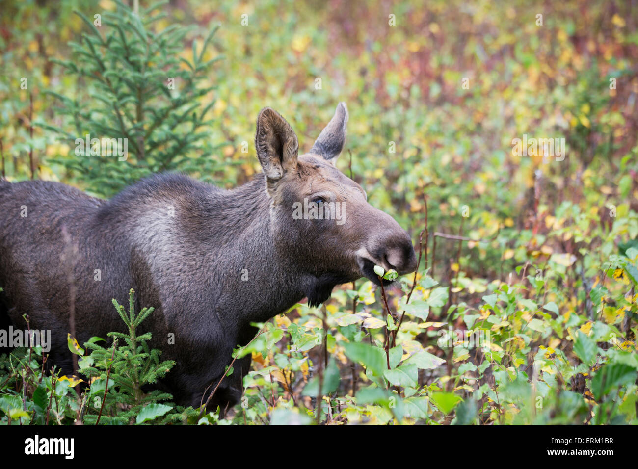 Moose Eating Leaves High Resolution Stock Photography and Images - Alamy