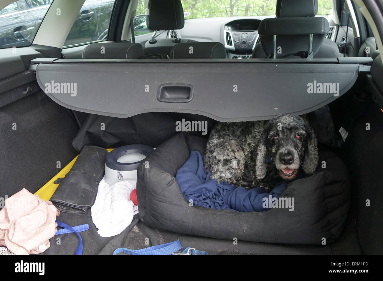 Dog in bed in back of car Stock Photo - Alamy