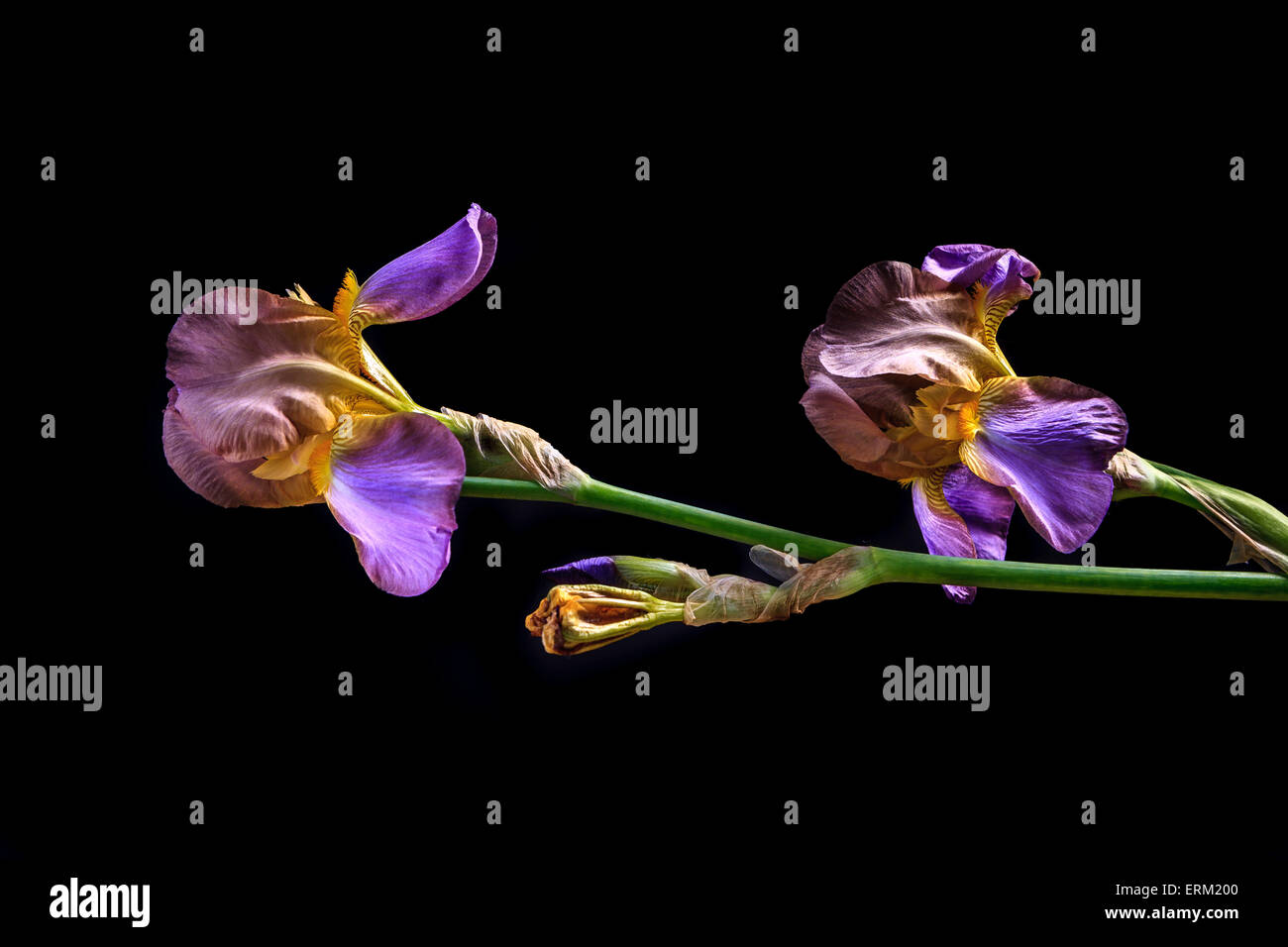 Side view of Iris Stock Photo - Alamy