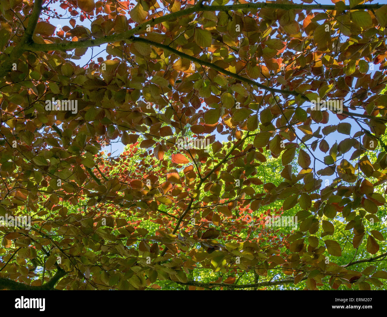Copper beech tree in summer Stock Photo - Alamy