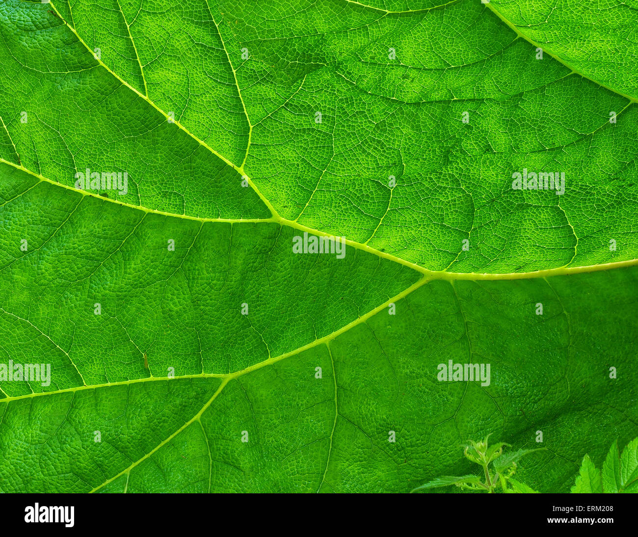 Gunnera leaf hi-res stock photography and images - Alamy