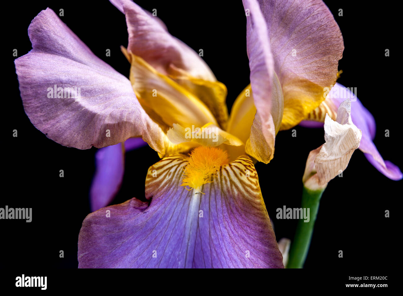 Inside the Iris Stock Photo - Alamy
