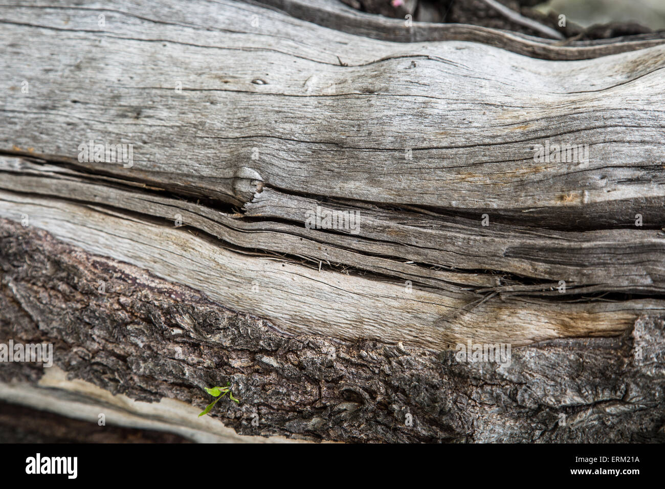 Dead tree root Stock Photo - Alamy
