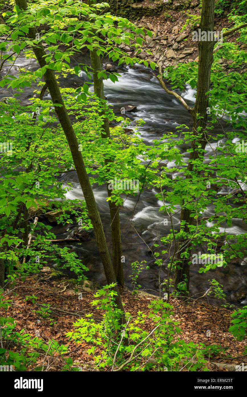 New York,Tree,Thain Family Forest,Bronx River Stock Photo - Alamy
