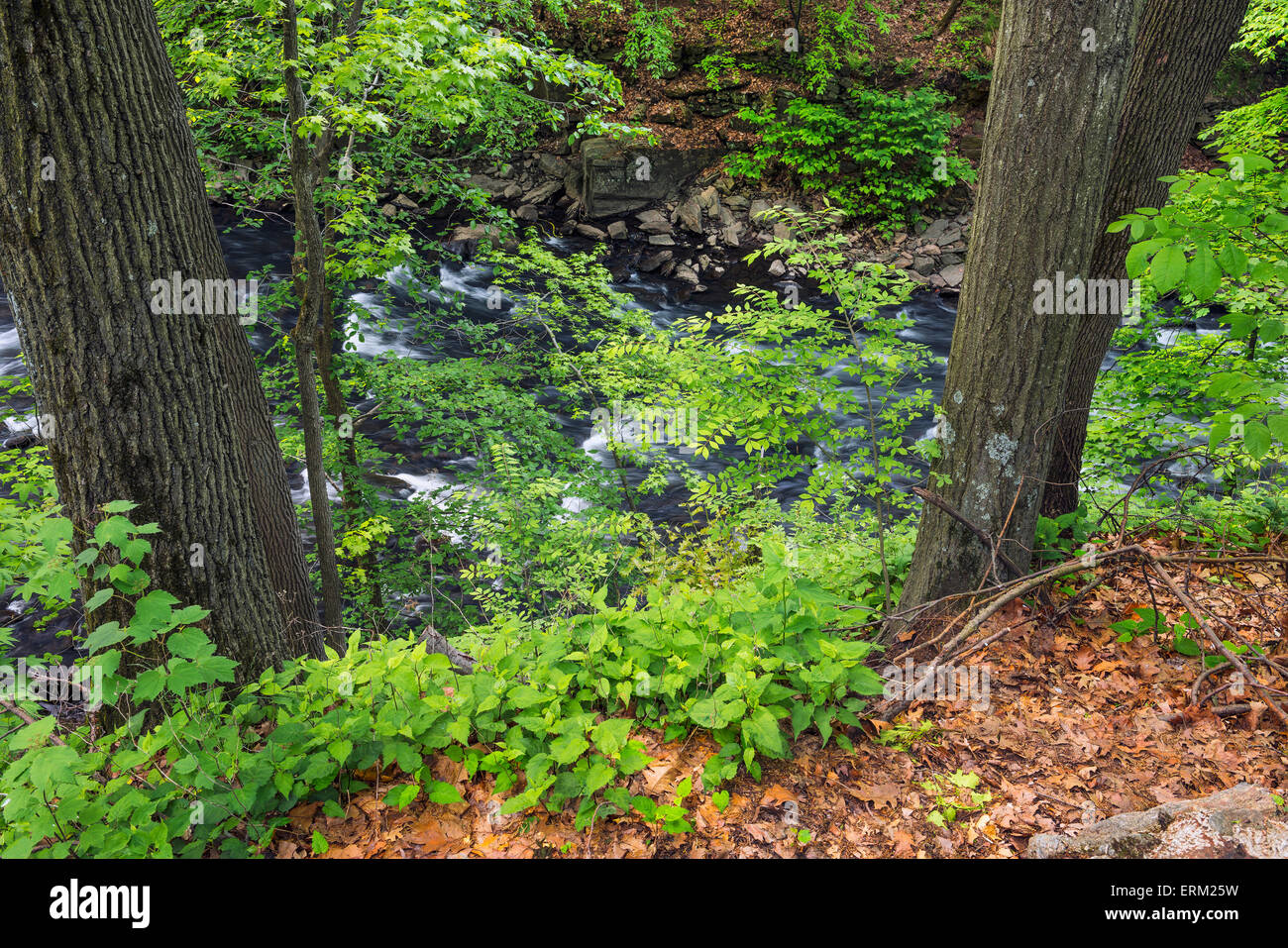 New York,Tree,Thain Family Forest,Bronx River Stock Photo - Alamy