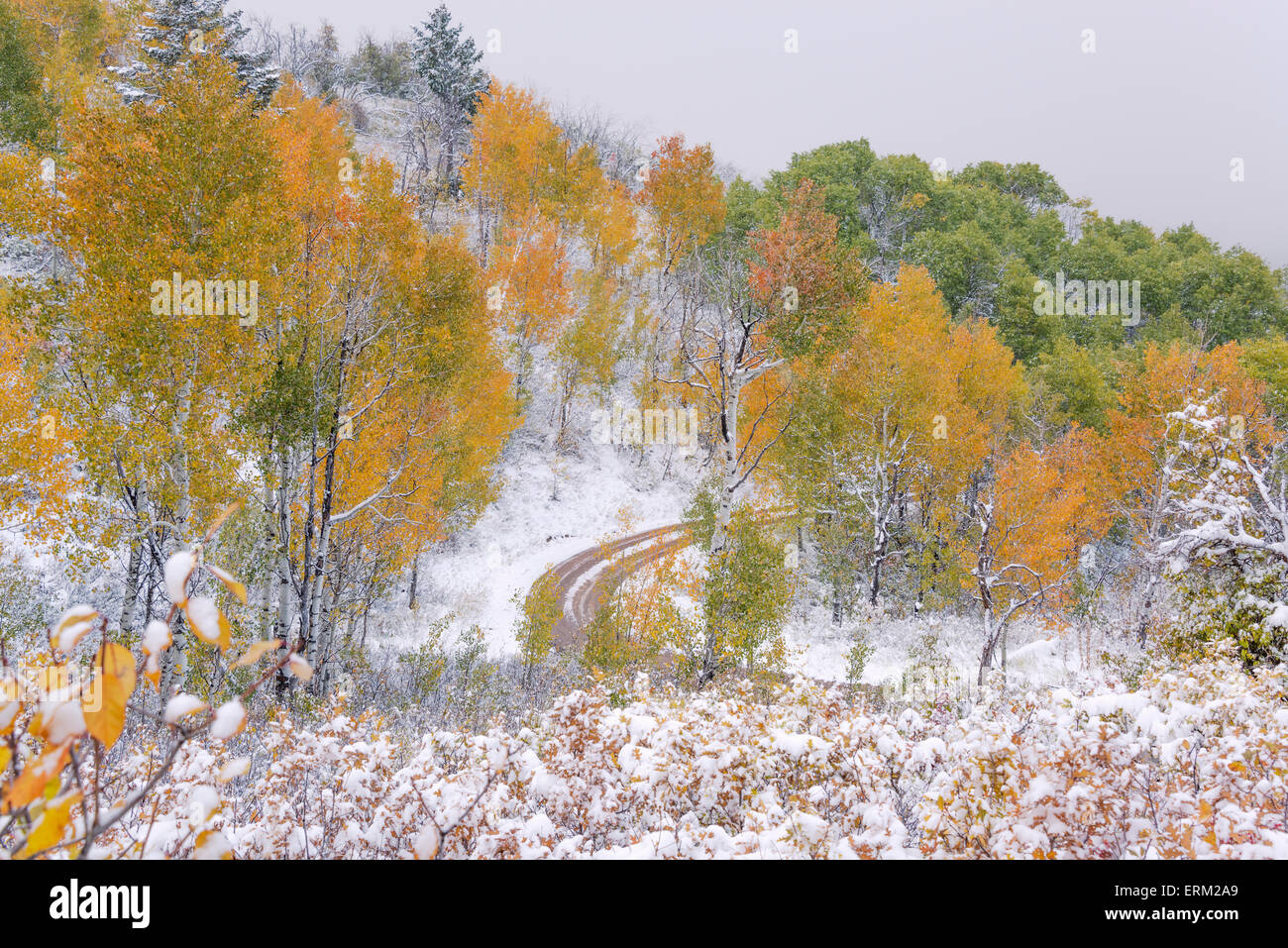 Light through a leaf hi-res stock photography and images - Alamy