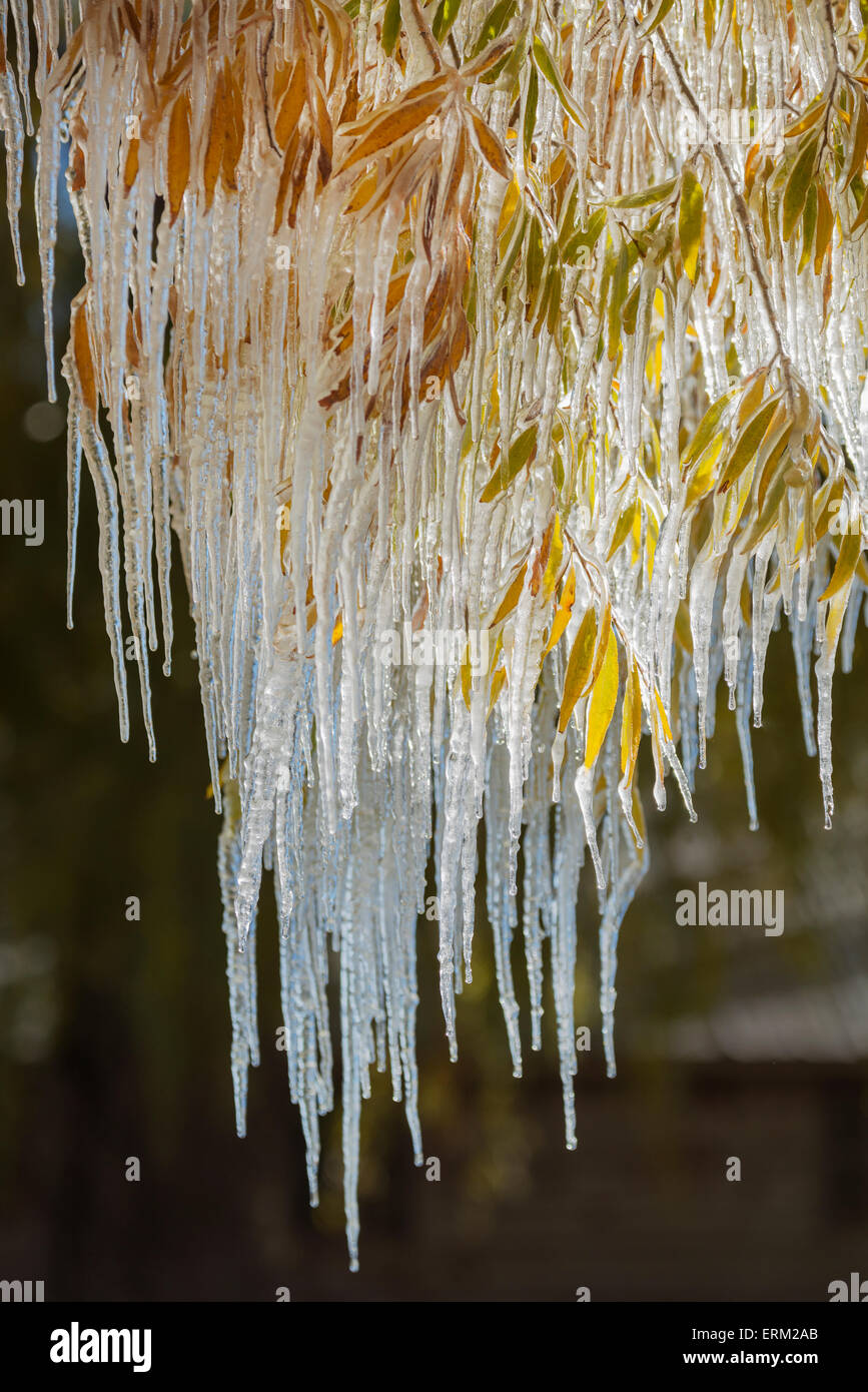 Icicles hanging down from the branches of willow trees Stock Photo - Alamy