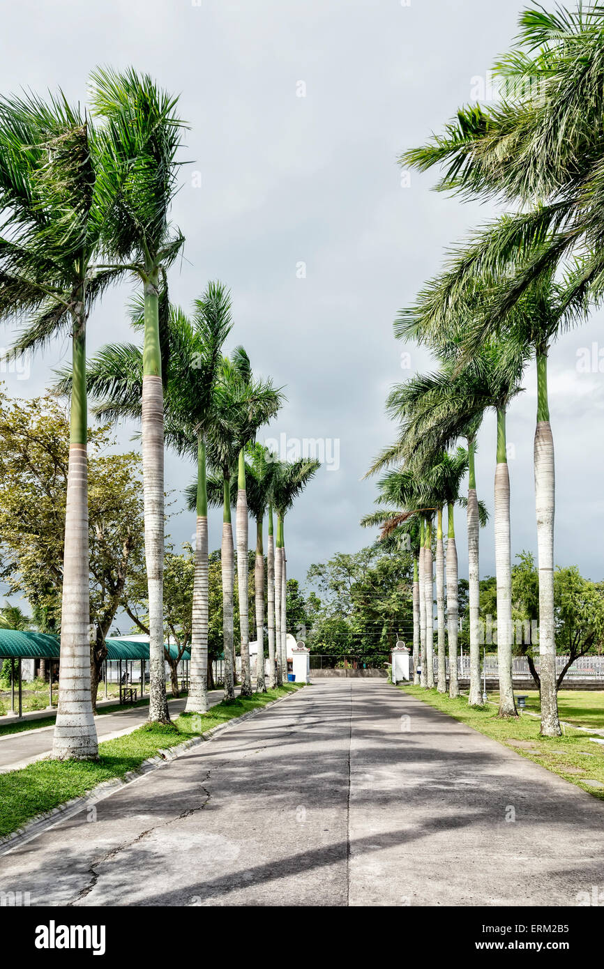 Driveway palm tree hi-res stock photography and images - Alamy