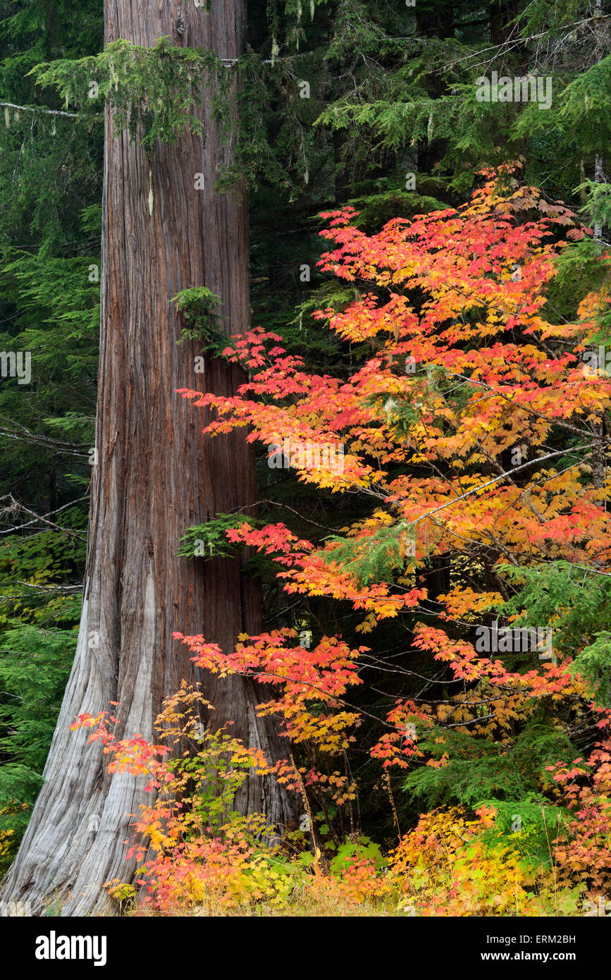 A forest maple tree with red leaves in autumn Stock Photo - Alamy