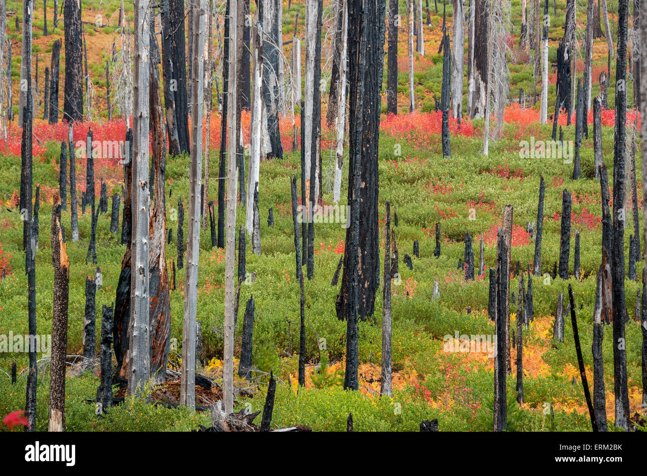 New growth after fire hi-res stock photography and images - Alamy