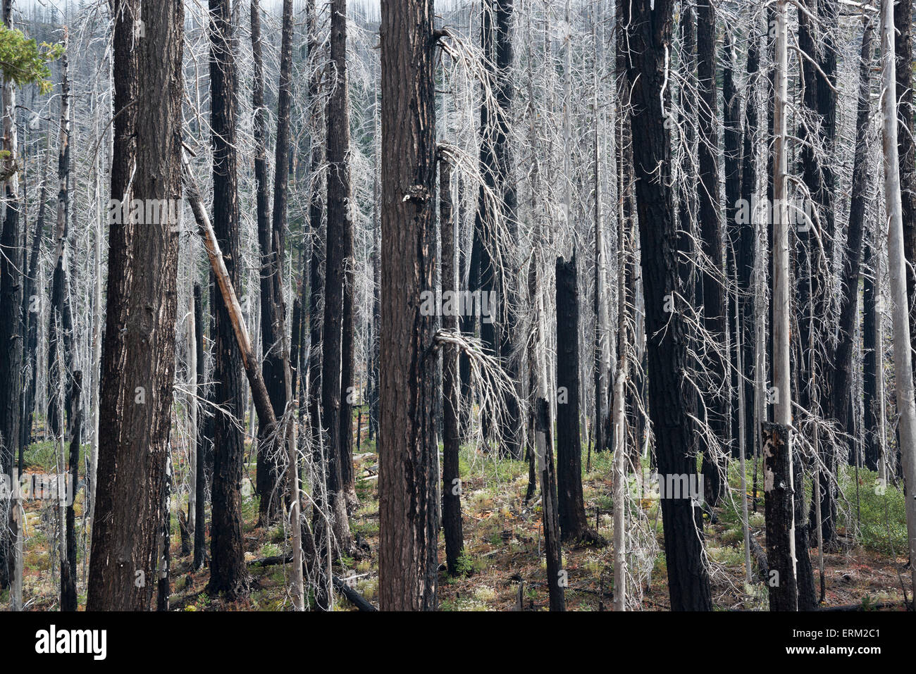 Charred forest after fire hi-res stock photography and images - Alamy