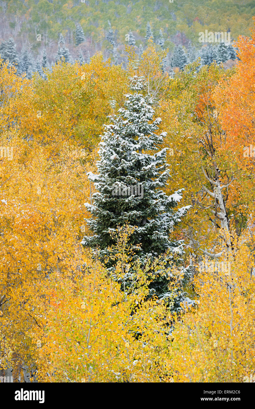 Tall pine trees autumn hi-res stock photography and images - Alamy