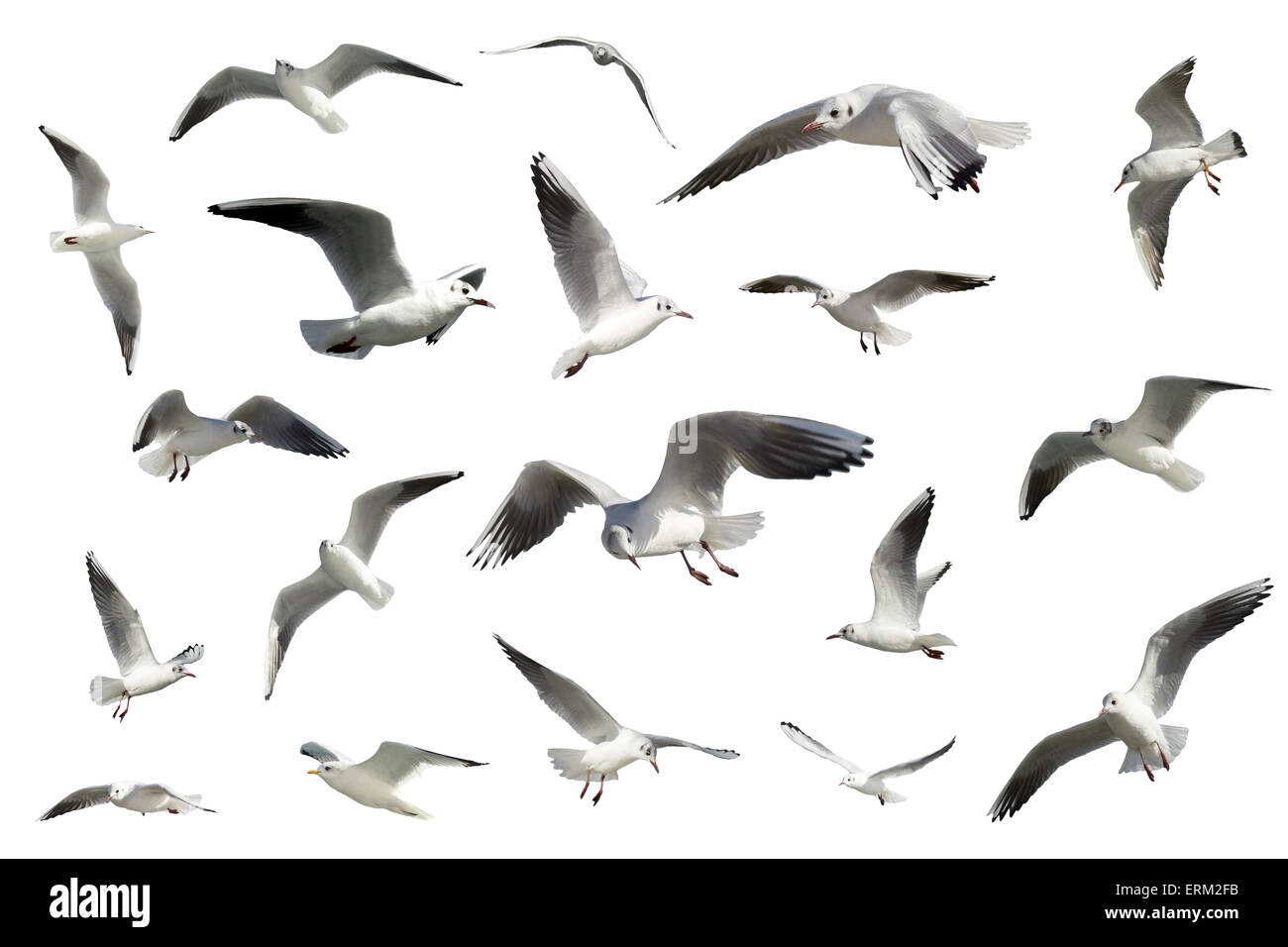 White flying birds hi-res stock photography and images - Alamy