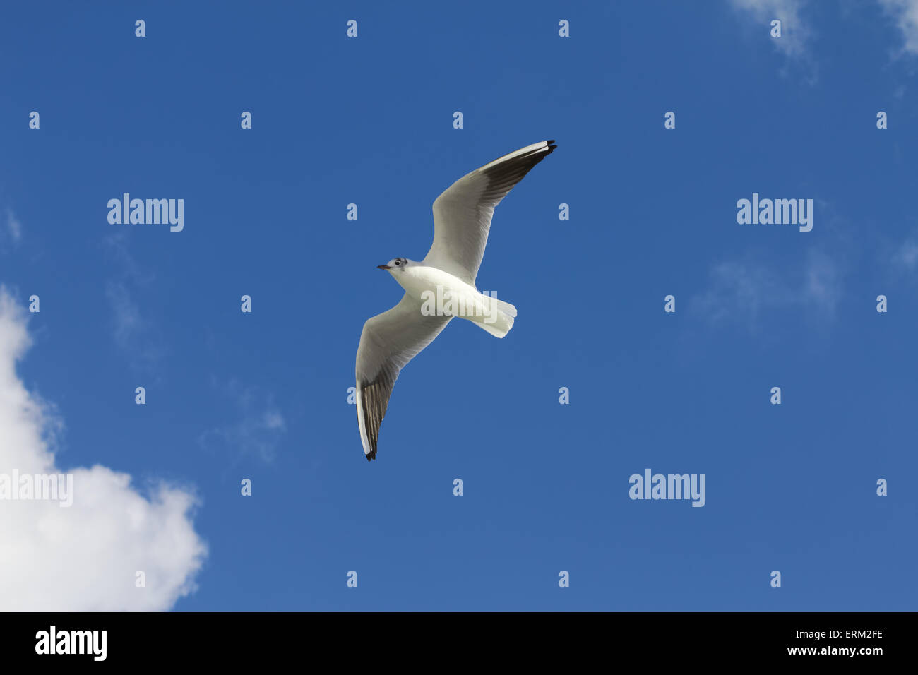 Seagull. The white bird flies over the sea Stock Photo - Alamy
