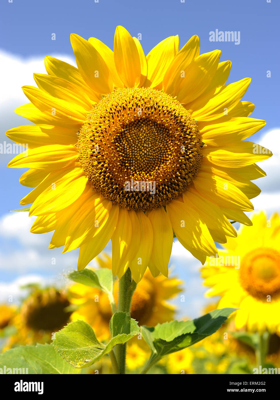 one big sunflower and sky Stock Photo - Alamy