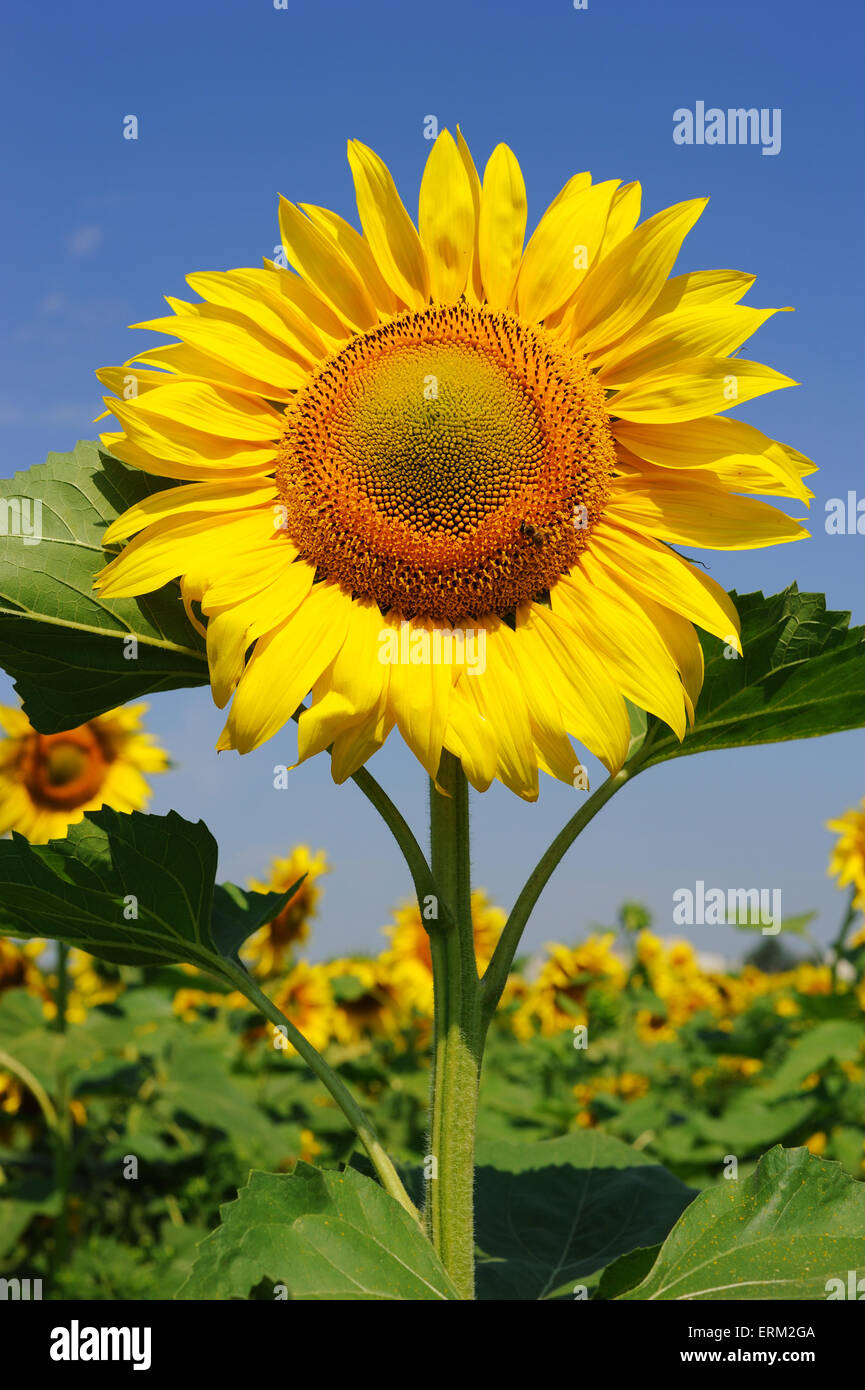 big sunflower in the field and sky Stock Photo - Alamy