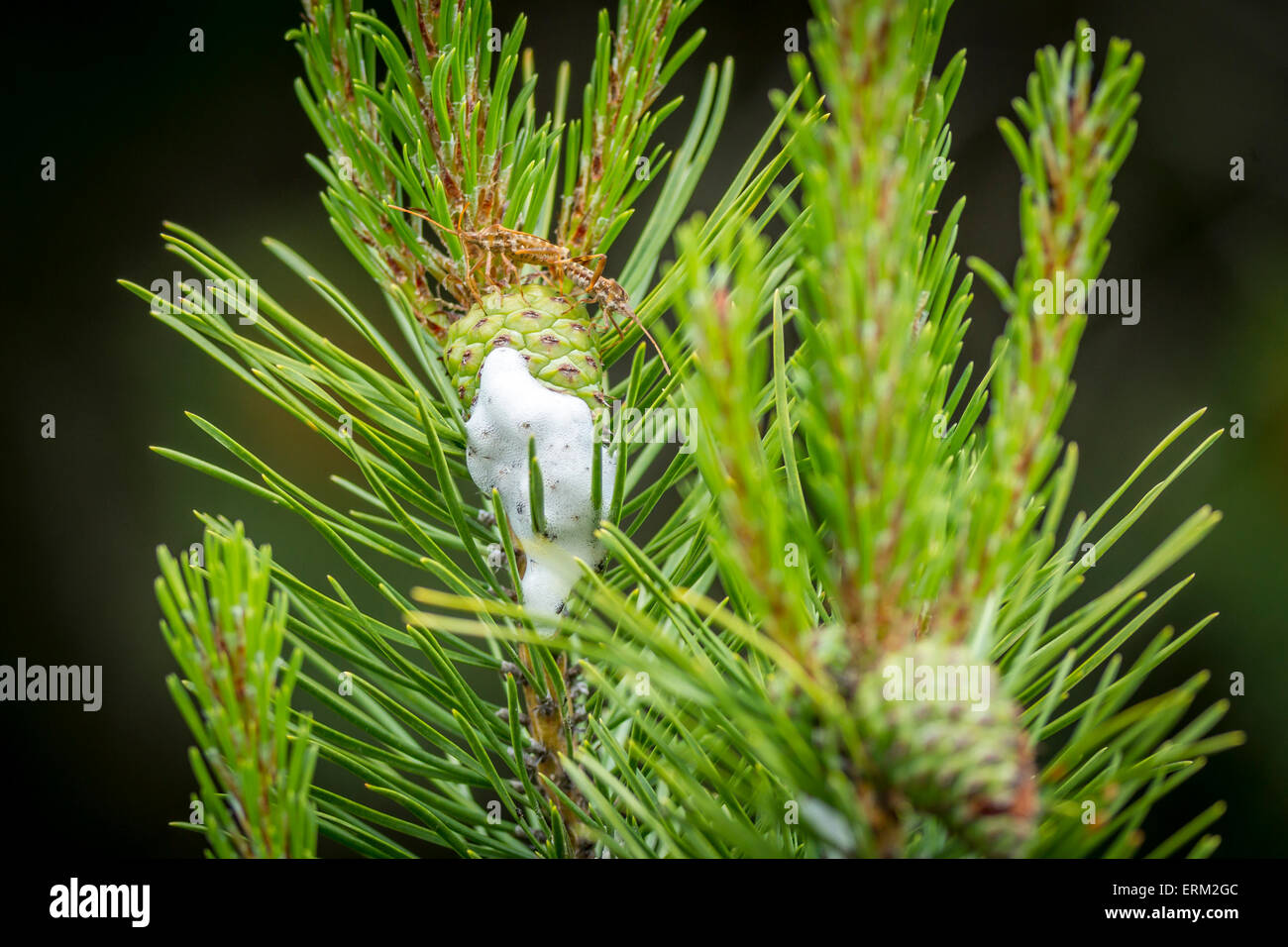 Pine cone bugs hi-res stock photography and images - Alamy
