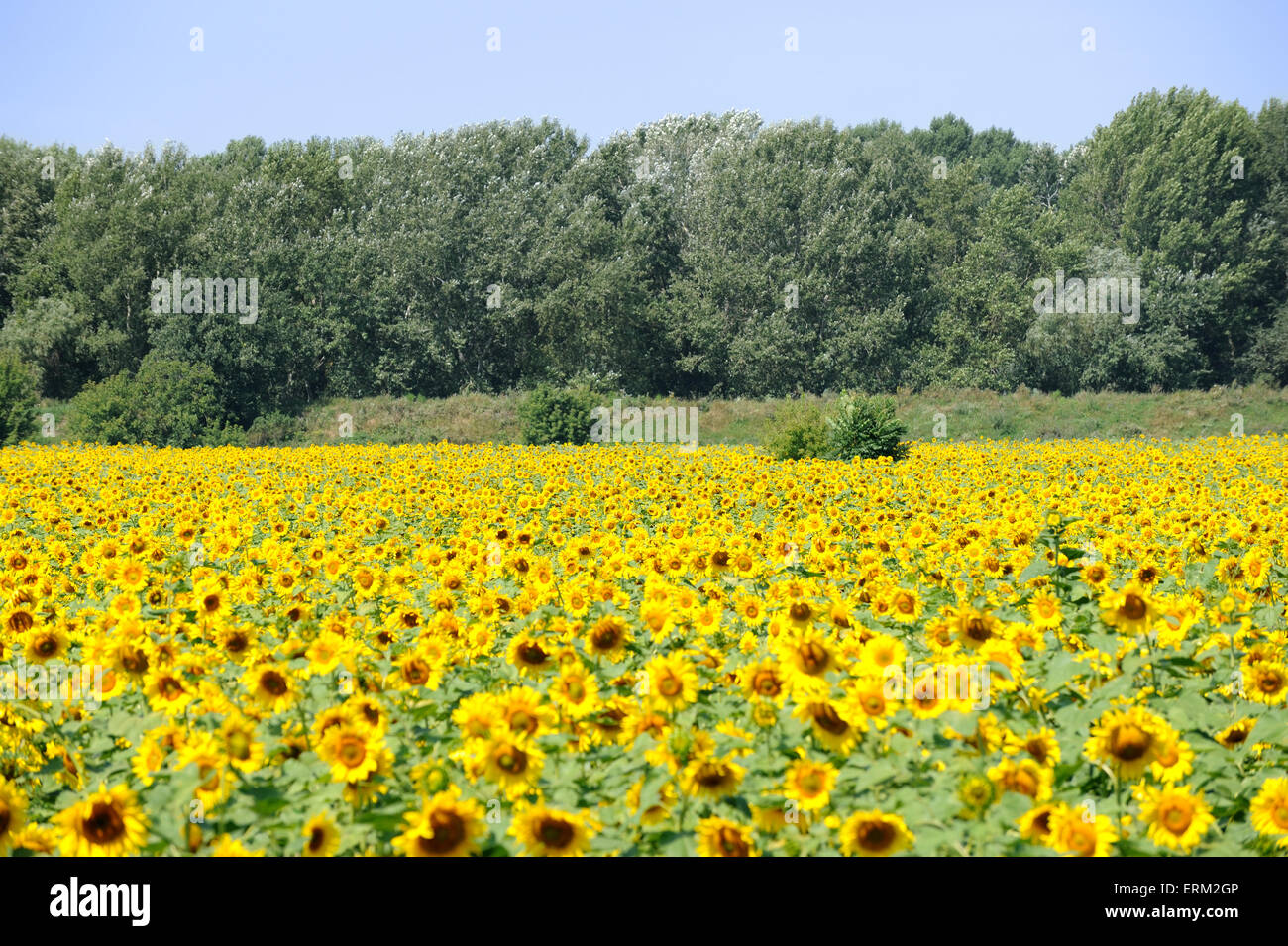 photo of sunflower field and forest Stock Photo - Alamy