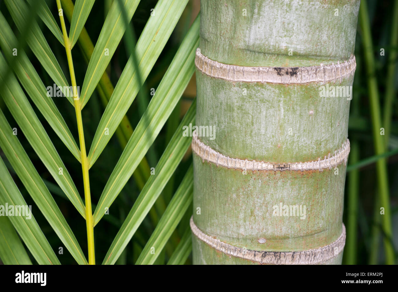 Green bamboo hi-res stock photography and images - Alamy