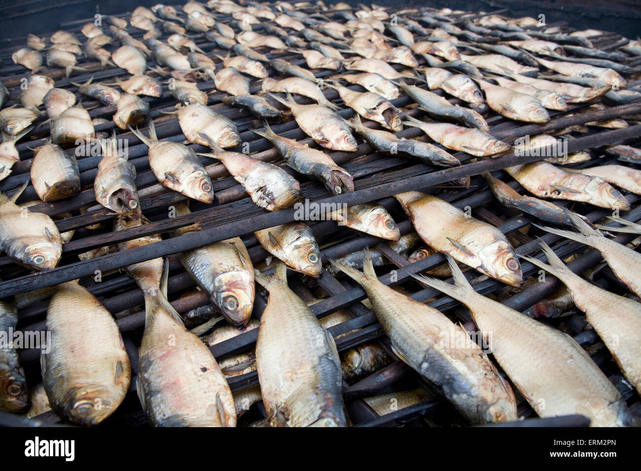 Liberia fish hi-res stock photography and images - Alamy