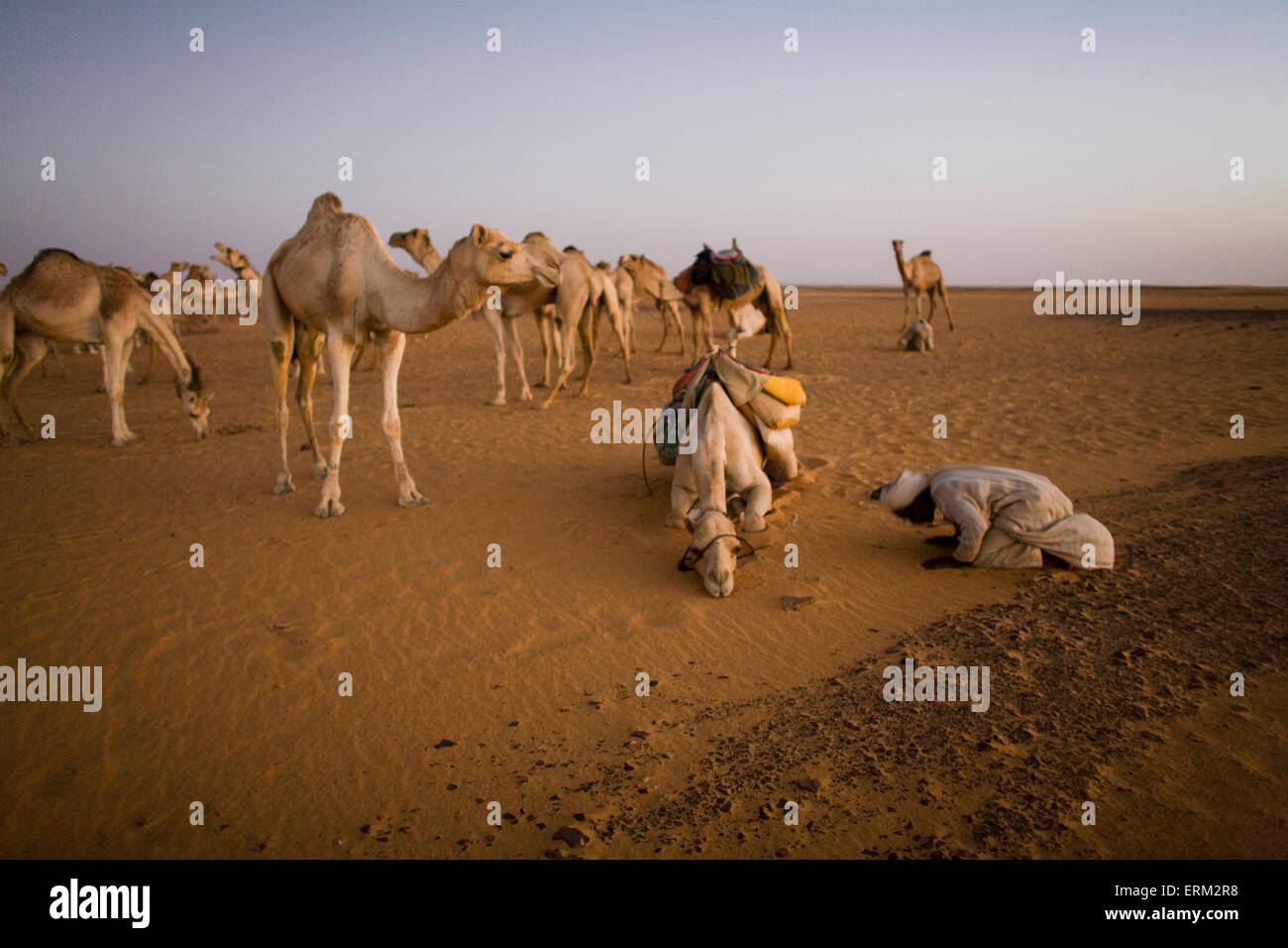 Sunset prayers to Mecca was a routine for the camel herders leading a ...