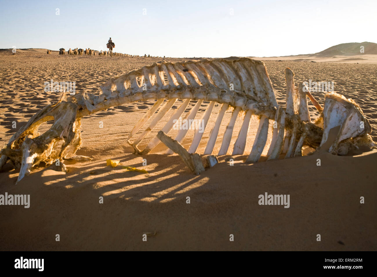 Camel bones in the sand between Dongola, Sudan and the Egyptian border ...