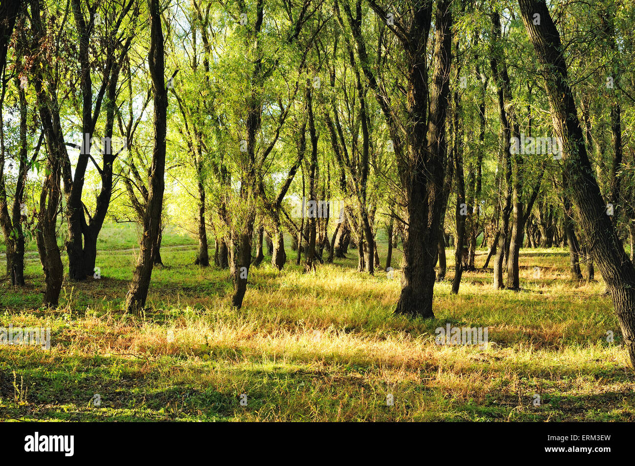Sunlit forest clearing hi-res stock photography and images - Alamy